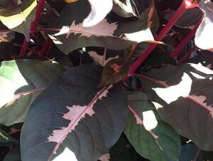 Croton Varieties - 20 Best Types Of Croton Plants To Grow At Home