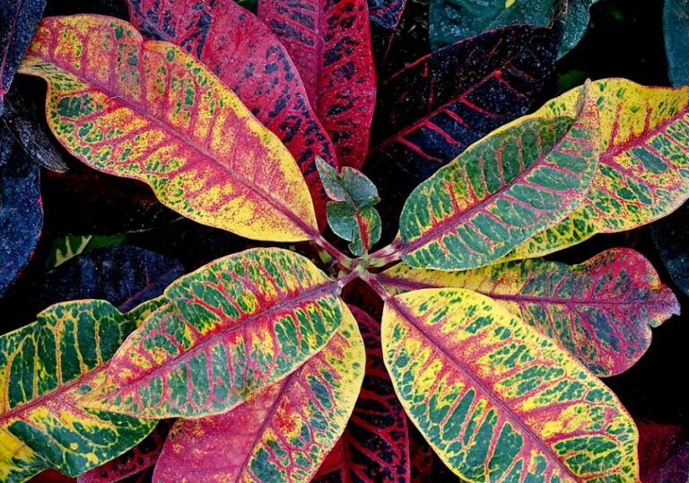 Croton Varieties - 20 Best Types Of Croton Plants To Grow At Home