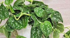 Scindapsus Varieties - Types, Care And Growth Guide