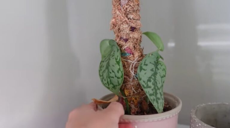 Scindapsus Varieties - Types, Care And Growth Guide