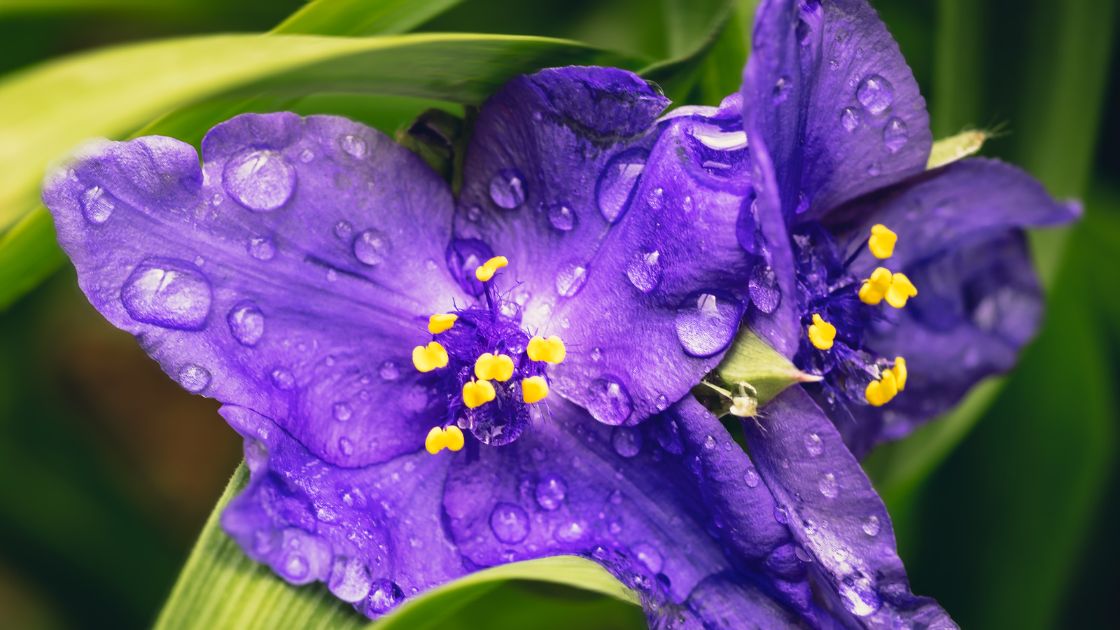 How To Care For A Spiderwort Plant - 10 Easy Ways - TypesOfPlants.net