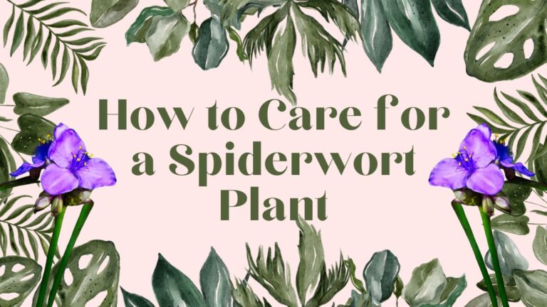 How To Care For A Spiderwort Plant - 10 Easy Ways - TypesOfPlants.net