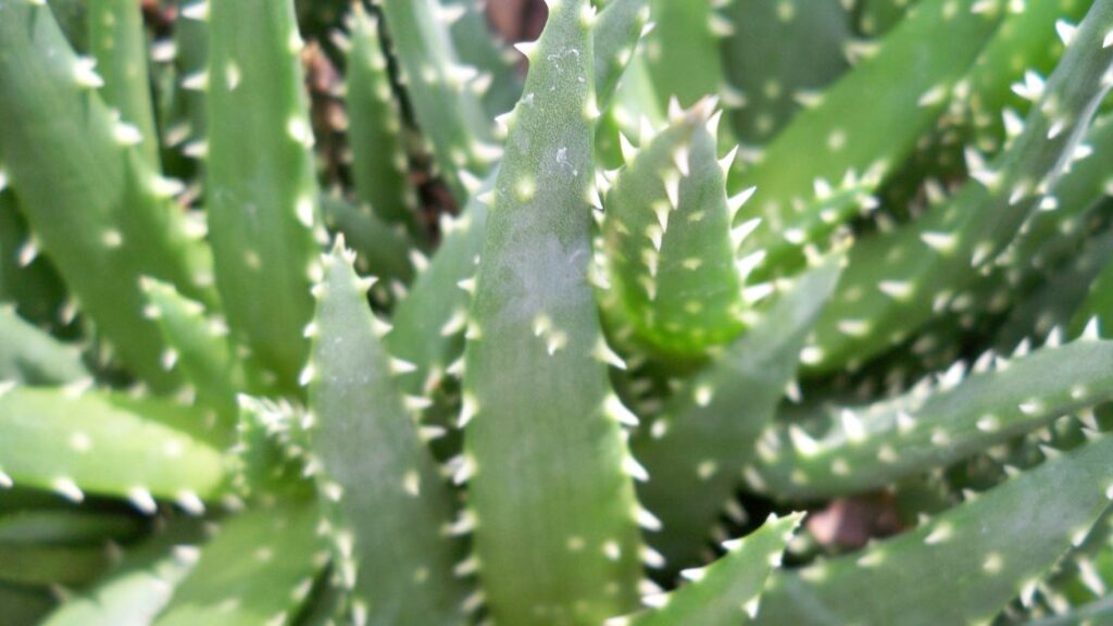 Spike Plant 8 Interesting Facts TypesOfPlants
